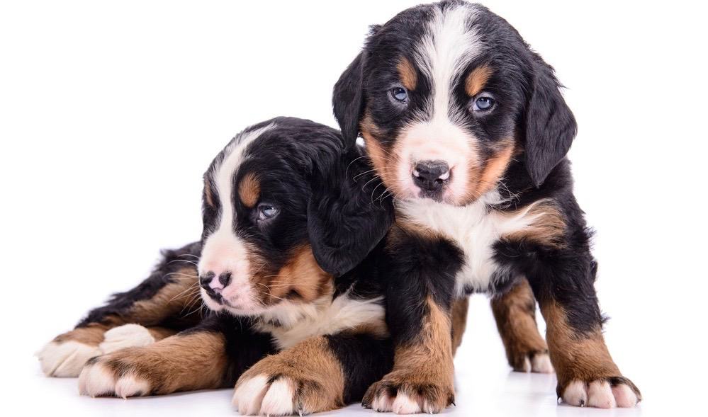 How Much Exercise Does A Bernese Mountain Dog Puppy Need How Much Exercise Does A Bernese Mountain Dog Puppy Need