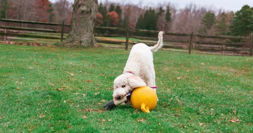 How Much To Feed A Goldendoodle Puppy | Feeding Chart