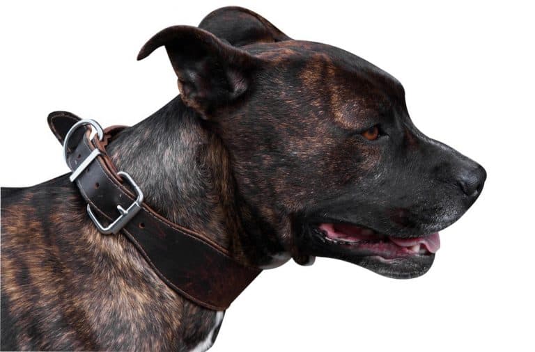 Pitbull Colors | 18 Coat Color Variations & Patterns