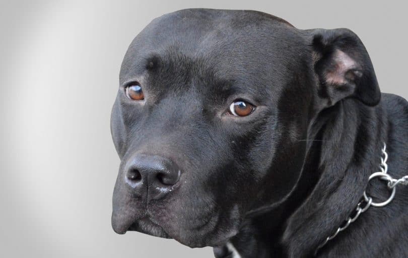 Pitbull Colors | 18 Coat Color Variations & Patterns