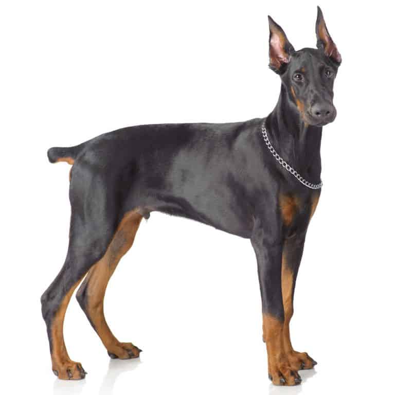 Doberman Colors | Doberman Coats, Markings & Pictures