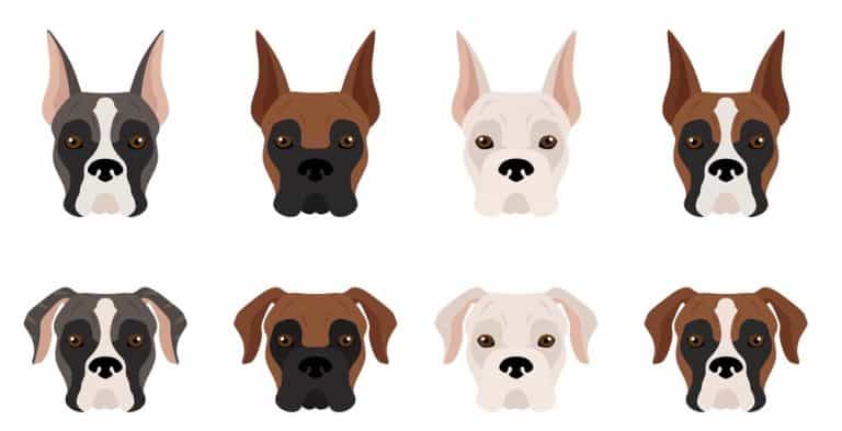 Boxer Colors | Boxer Coat Colors, Markings & Pictures