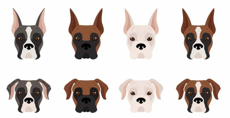 Boxer Colors | Boxer Coat Colors, Markings & Pictures