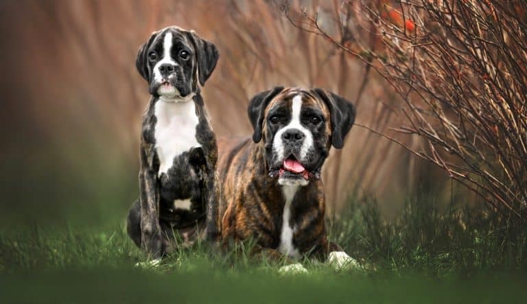 Boxer Colors | Boxer Coat Colors, Markings & Pictures