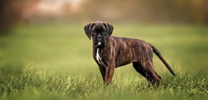 Boxer Colors | Boxer Coat Colors, Markings & Pictures