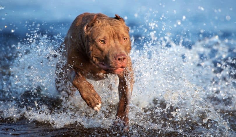 Pitbull Colors | 18 Coat Color Variations & Patterns