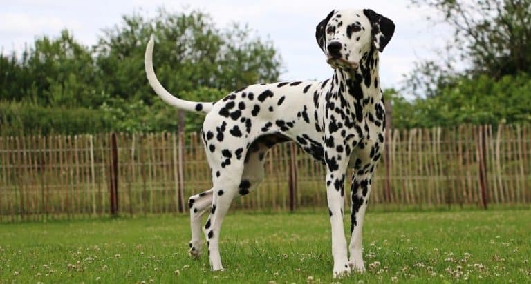 Dalmatian Growth Chart | Dalmatian Weight & Size Chart