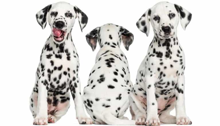 Dalmatian Growth Chart | Dalmatian Weight & Size Chart