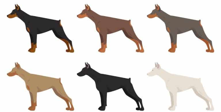 Doberman Colors | Doberman Coats, Markings & Pictures