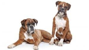 Boxer Colors | Boxer Coat Colors, Markings & Pictures
