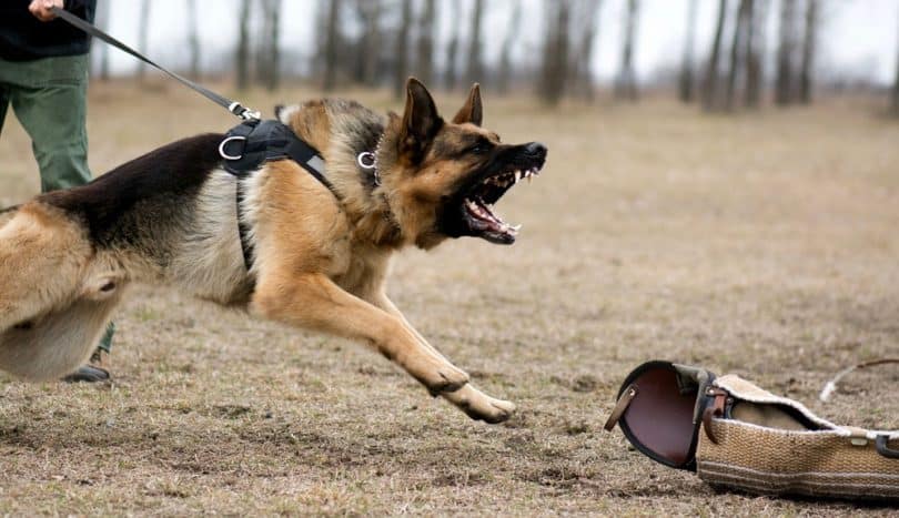German Shepherd Bite Force | How Hard Does A GSD Bite