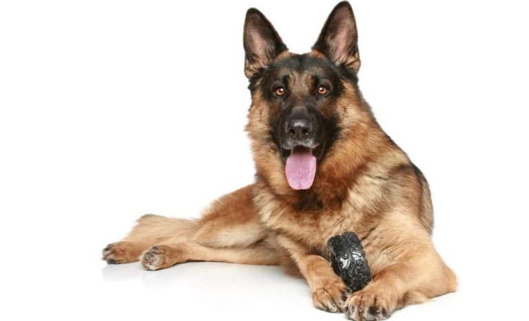 German Shepherd Bite Force | How Hard Does A GSD Bite