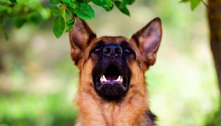 German Shepherd Bite Force | How Hard Does A GSD Bite