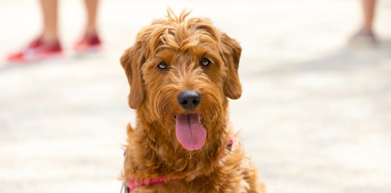 How Much To Feed A Goldendoodle Puppy | Feeding Chart