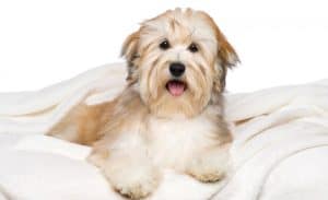 Havanese Growth Chart & Weight Chart | Havanese Full Grown