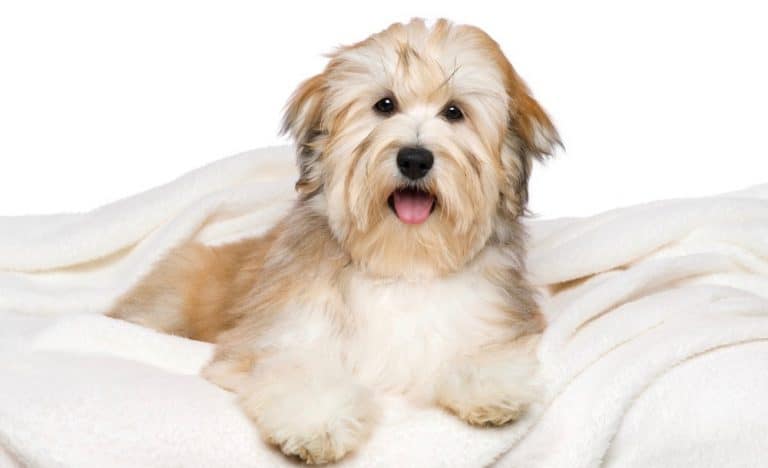 Havanese Growth Chart & Weight Chart | Havanese Full Grown