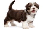 Havanese Growth Chart & Weight Chart | Havanese Full Grown