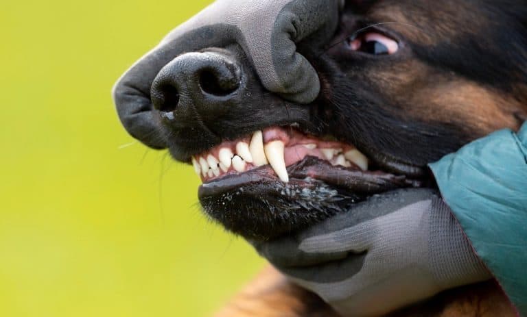 German Shepherd Bite Force | How Hard Does A GSD Bite