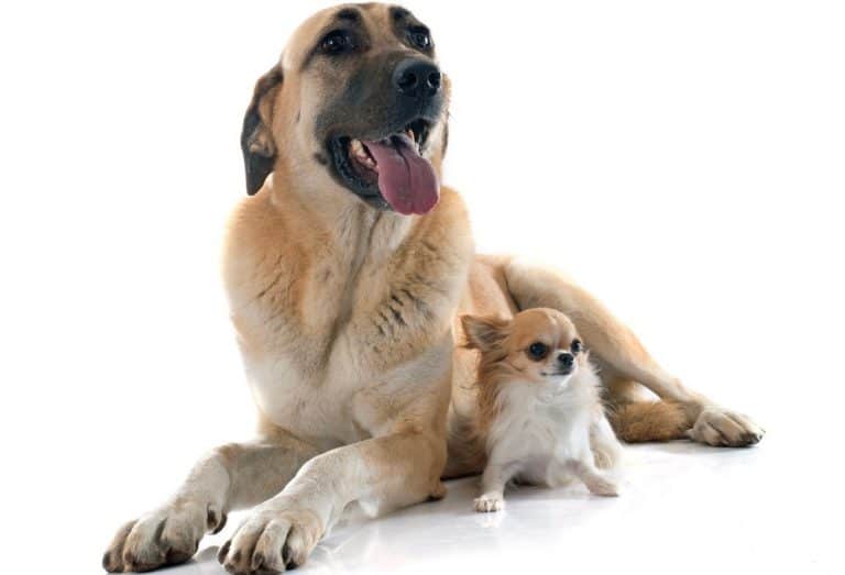 Kangal Bite Force | How Strong Is A Kangal's Bite