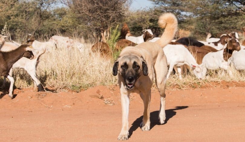 Kangal Bite Force | How Strong Is A Kangal's Bite