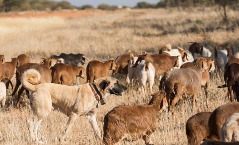 Kangal Bite Force | How Strong Is A Kangal's Bite