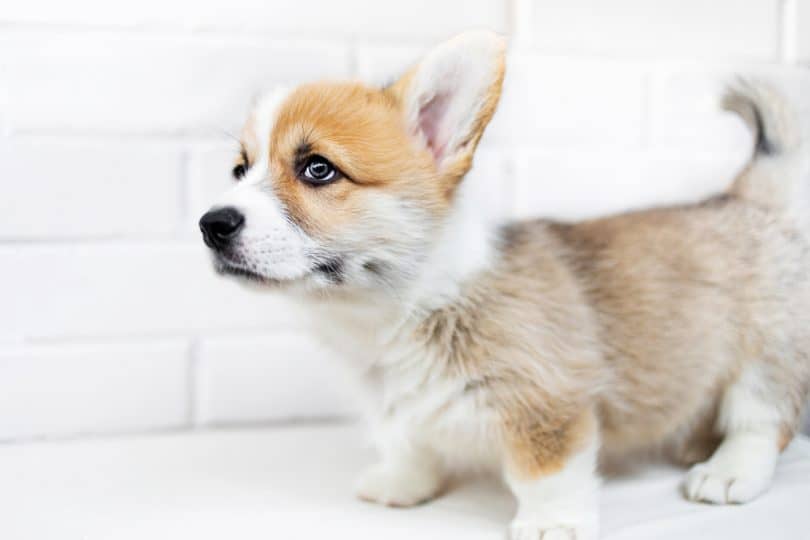 Corgi Colors | Pembroke & Cardigan Corgi Coat Colors