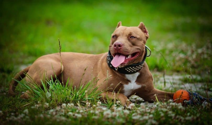 Pitbull Bite Force | How Strong Is A Pitbull's Bite