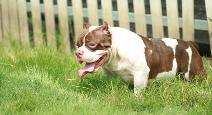 American Bully Weight Chart | Growth & Size Chart