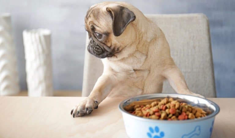 How Much To Feed A Pug Puppy | 4 Week - 6 Week - 8 Week
