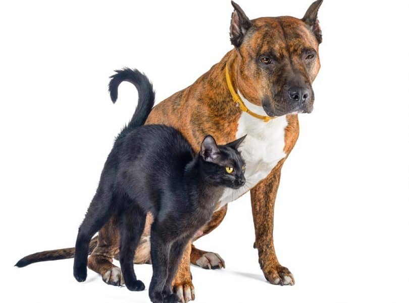 Pitbull Colors | 18 Coat Color Variations & Patterns