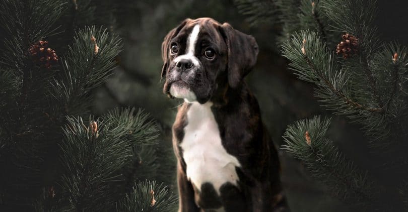 Boxer Colors | Boxer Coat Colors, Markings & Pictures