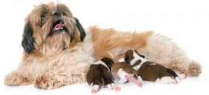 How Much To Feed A Shih Tzu Puppy | Shih Tzu Feeding Chart