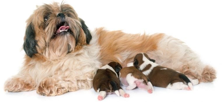 How Much To Feed A Shih Tzu Puppy | Shih Tzu Feeding Chart