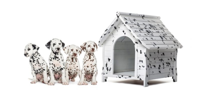 Dalmatian Growth Chart | Dalmatian Weight & Size Chart
