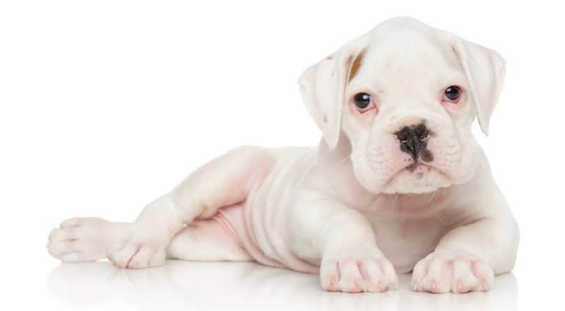Boxer Colors | Boxer Coat Colors, Markings & Pictures