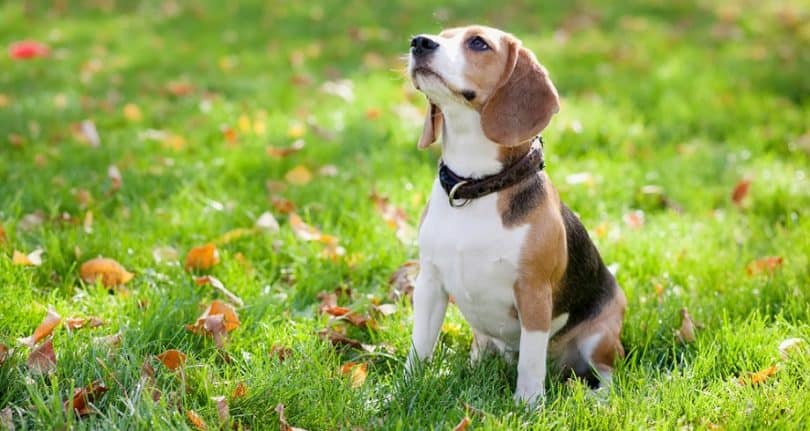 Beagle Growth Chart & Size Chart | How Big Do Beagles Get