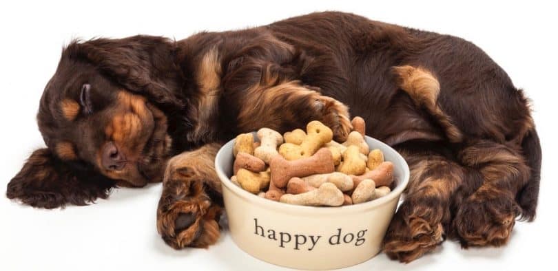 How Much To Feed A Cocker Spaniel Puppy | Feeding Chart