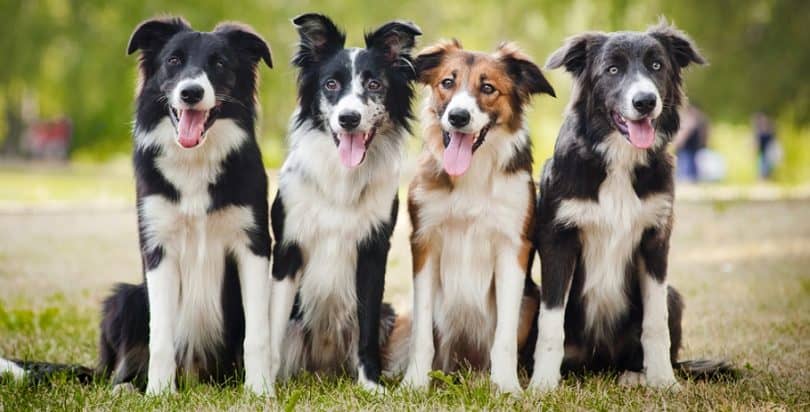 Border Collie Growth Chart | Border Collie Weight & Size Chart