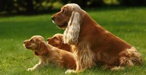 How Much To Feed A Cocker Spaniel Puppy | Feeding Chart