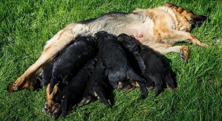 German Shepherd Pregnancy Stages & Signs | Week By Week