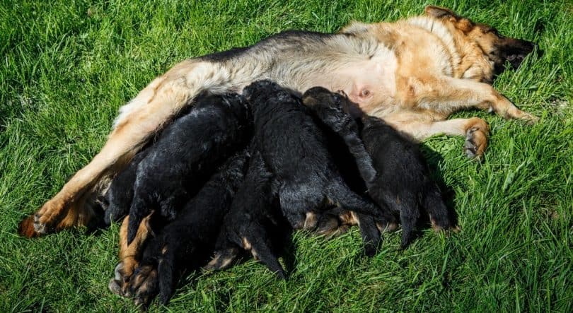 German Shepherd Pregnancy Stages & Signs | Week By Week