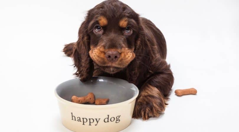 How Much To Feed A Cocker Spaniel Puppy | Feeding Chart