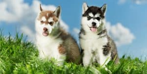 Husky Growth Chart (Weight & Size) | When Do Huskies Stop Growing