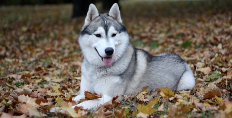 Husky Growth Chart (Weight & Size) | When Do Huskies Stop Growing