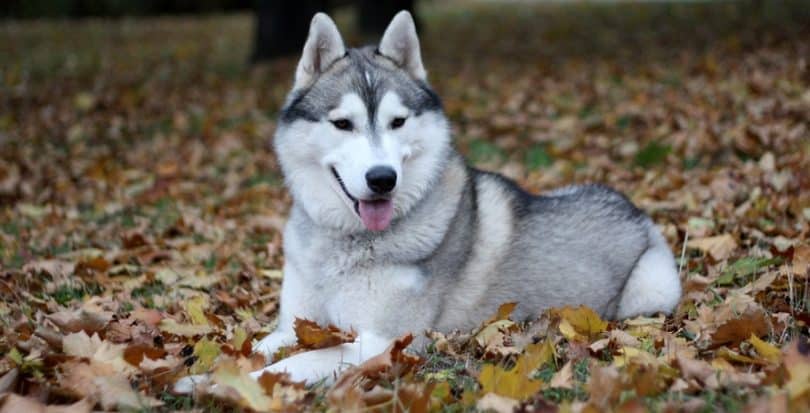 Husky Growth Chart (Weight & Size) | When Do Huskies Stop Growing