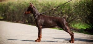Miniature Pinscher Weight Chart | Size & Growth Chart