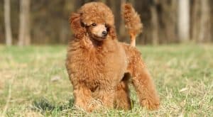 Poodle Growth Chart | Poodle Weight & Size Chart