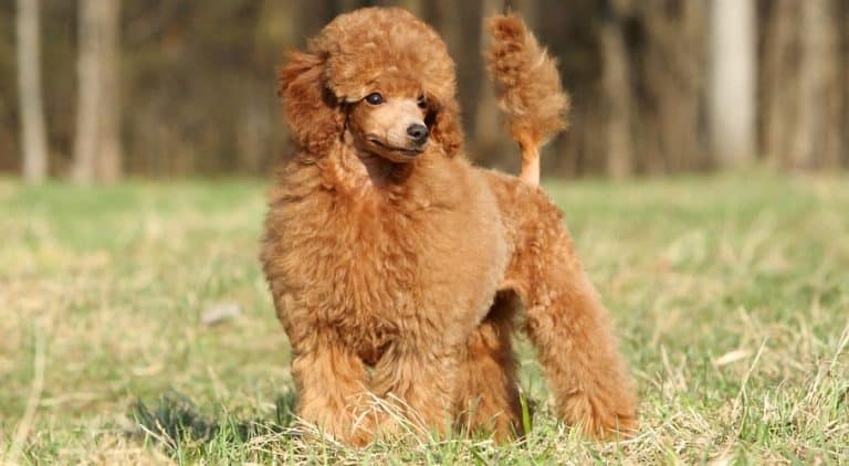 Poodle Growth Chart | Poodle Weight & Size Chart