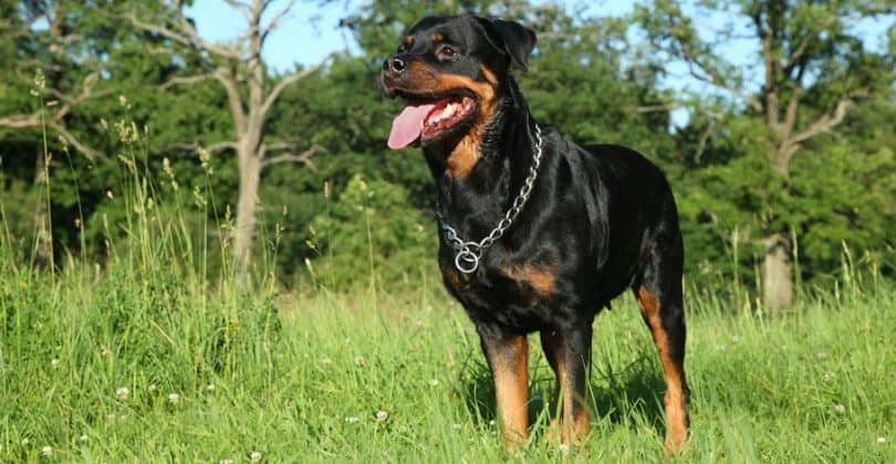 Rottweiler Growth Chart | Weight Chart & Size Chart