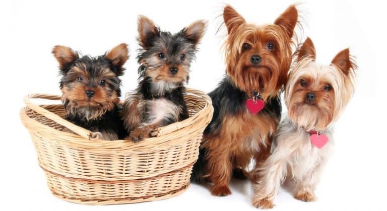Yorkie Growth Chart (Weight & Size Chart) | When Do Yorkies Stop Growing